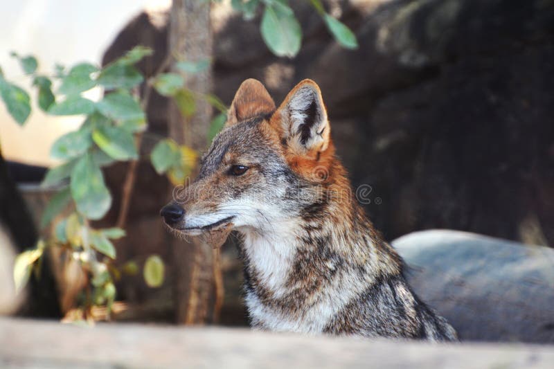 Jackal fox stock image. Image of craftiness, cage, craft - 48572765