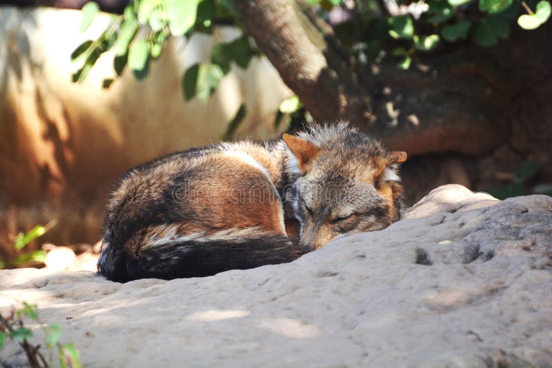 Jackal fox sleep stock photo. Image of cunning, zoopark - 48572766