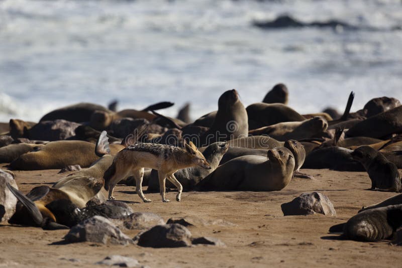 Jackal in Fur-seal Colony, Skeleton Coast Stock Image - Image of ...