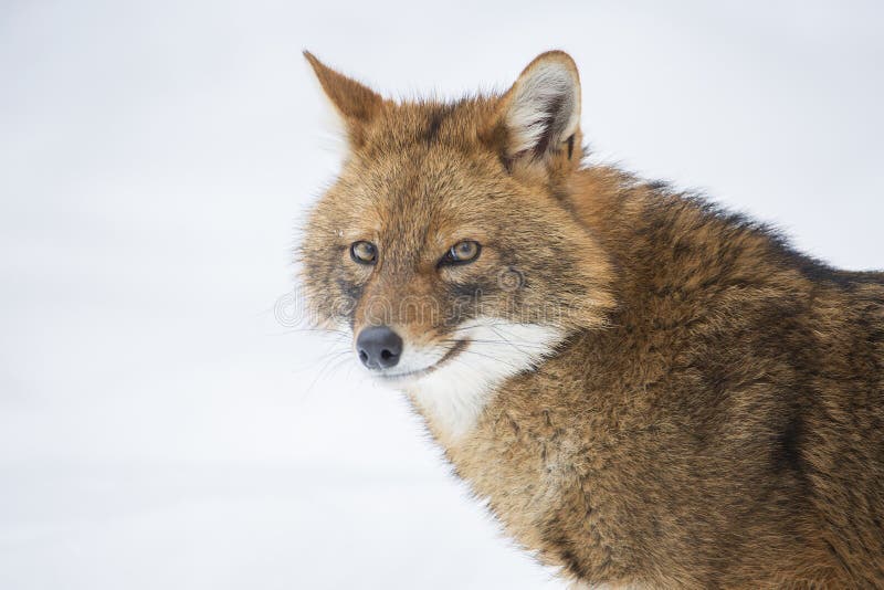 Jackal. stock photo. Image of yellow, winter, snow, predator - 109975114