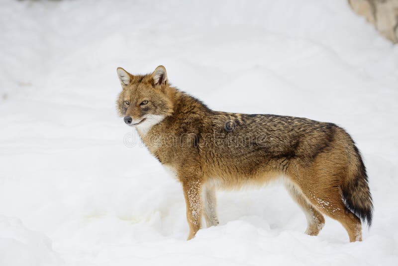 Jackal. stock photo. Image of yellow, winter, snow, predator - 109975114