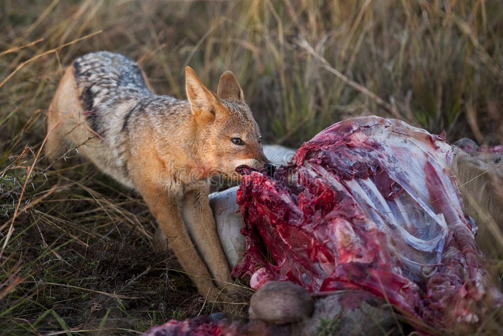 Jackal on a Kill South Africa Stock Photo - Image of nature, power ...