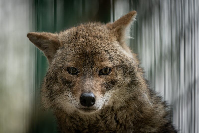 354 Jackal Face Photos - Free & Royalty-Free Stock Photos from Dreamstime