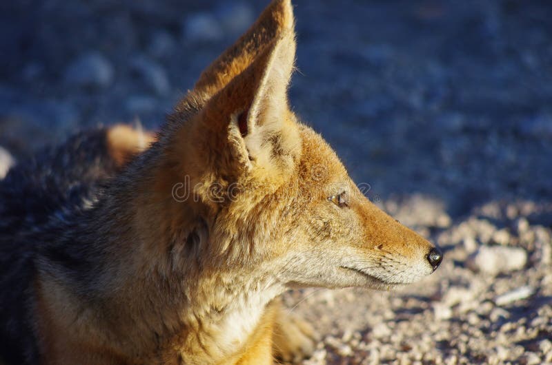 522 Jackal Head Stock Photos - Free & Royalty-Free Stock Photos from ...