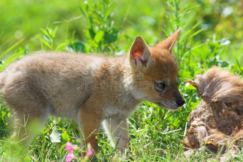Jackal Pup stock image. Image of safari, blur, carnivore - 1410081