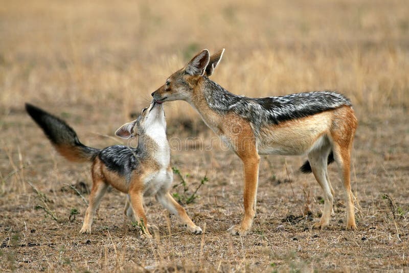 Jackal stock image. Image of scavenger, details, portrait - 4476337