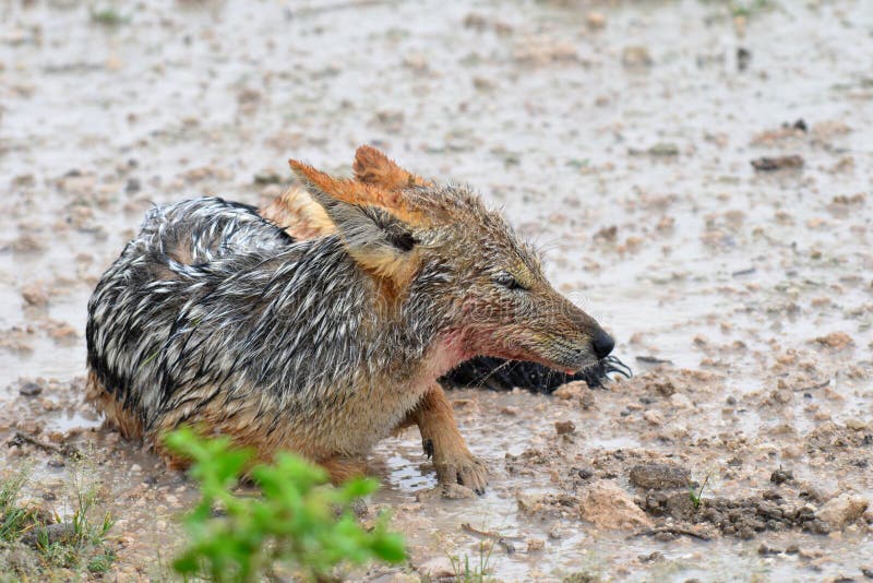 Built Jackal Stock Photos - Free & Royalty-Free Stock Photos from ...