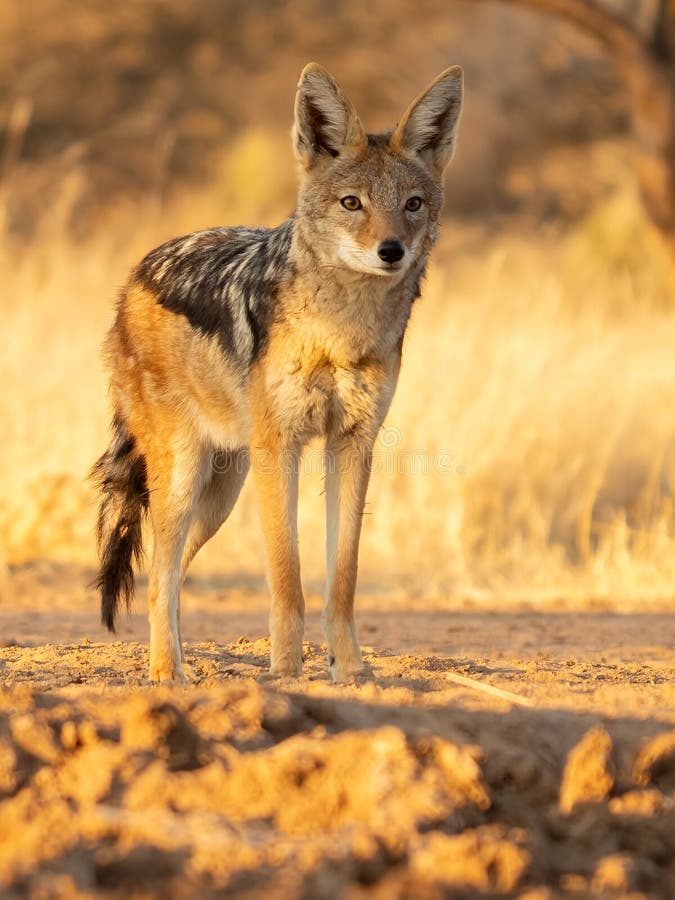 A Jackal Searching for Prey in the Grasslands of the Kalahari Stock ...
