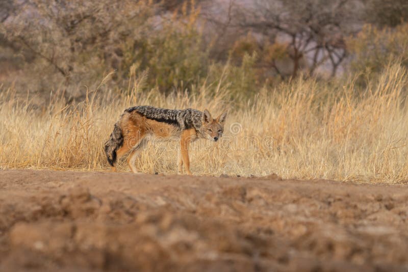 A Jackal Searching for Prey in the Grasslands of the Kalahari Desert ...
