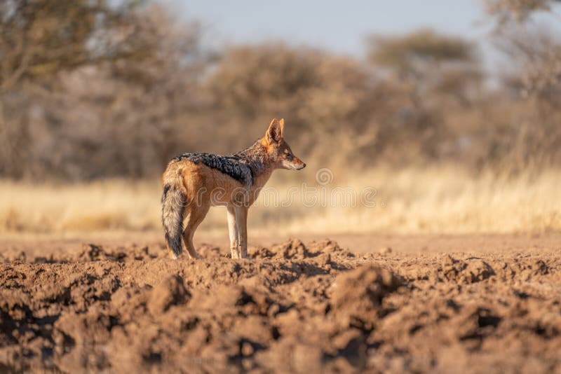 A Jackal Searching for Prey in the Grasslands of the Kalahari Desert ...