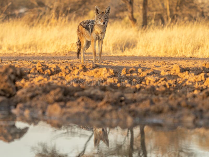 A Jackal Searching for Prey in the Grasslands of the Kalahari Desert ...