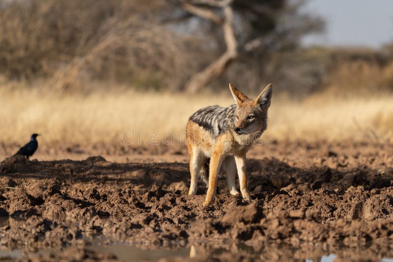 A jackal stock image. Image of canid, mesomelas, grasslands - 269298745