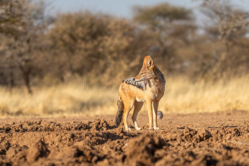 A jackal stock image. Image of hunt, looking, animal - 337623807