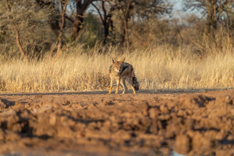 A jackal stock image. Image of conservation, etosha - 286128121