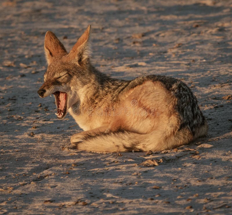 Jackal Sits on the Sand, Looking at Photographer Stock Image - Image of ...