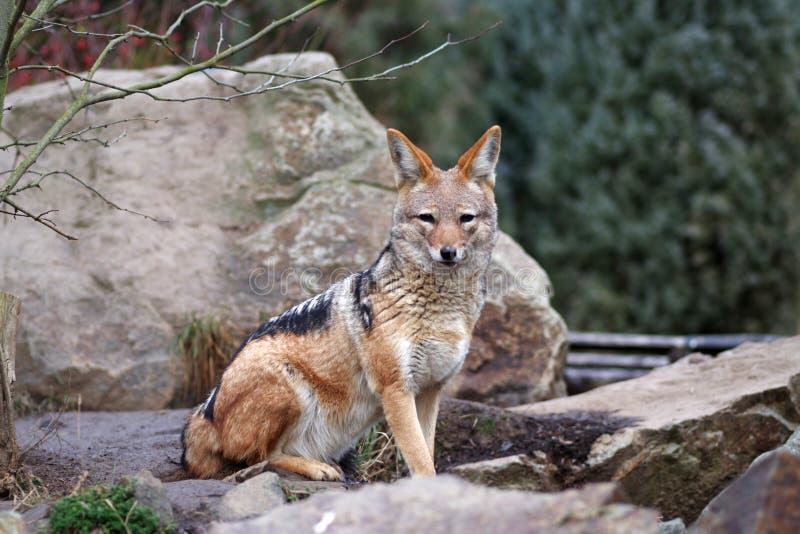 Jackal stock image. Image of animal, golden, preria, sitting - 39070007
