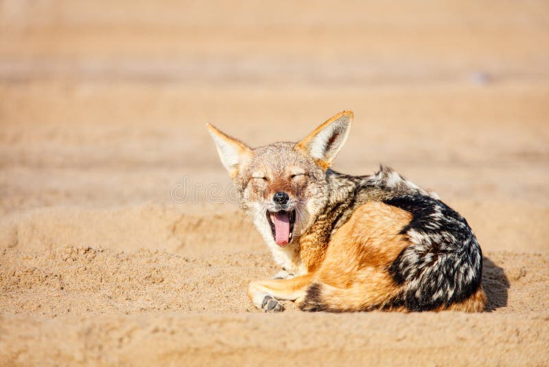 Jackal sleeping on sand stock photo. Image of scavenger - 158609846