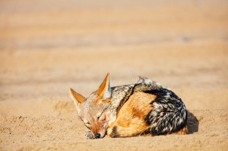 Jackal stock photo. Image of park, young, predator, horizontal - 12611570
