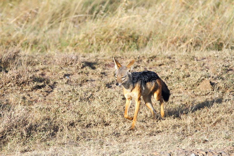 A Jackal stock image. Image of mammalia, africa, savanna - 37501887