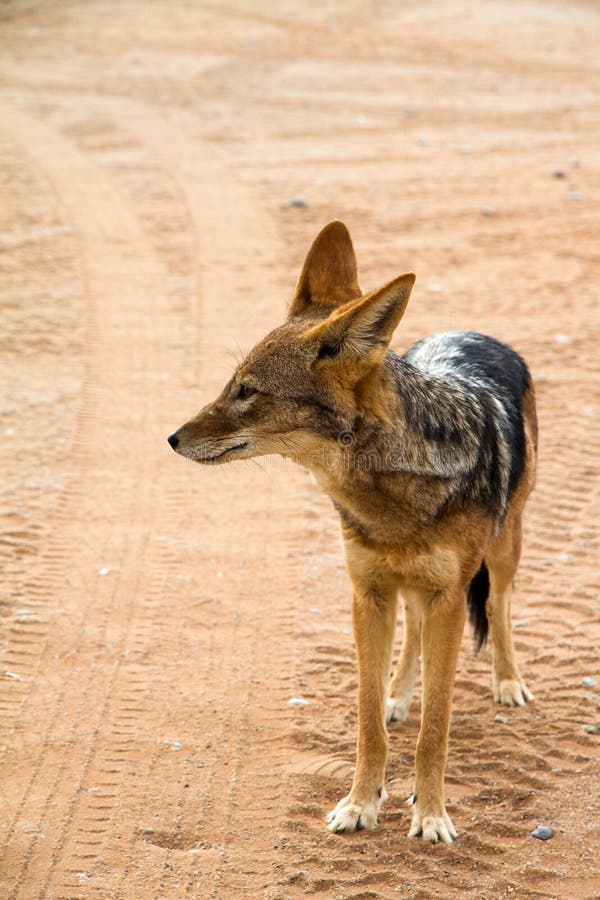 Jackal in the Sossusvlei Desert, Namibia Stock Photo - Image of etosha ...