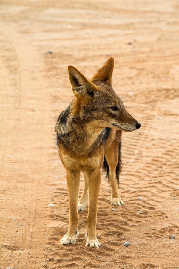 Jackal in the Sossusvlei Desert, Namibia Stock Photo - Image of african ...