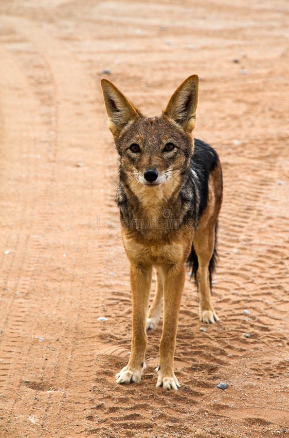 Jackal in the Sossusvlei Desert, Namibia Stock Photo - Image of nature ...