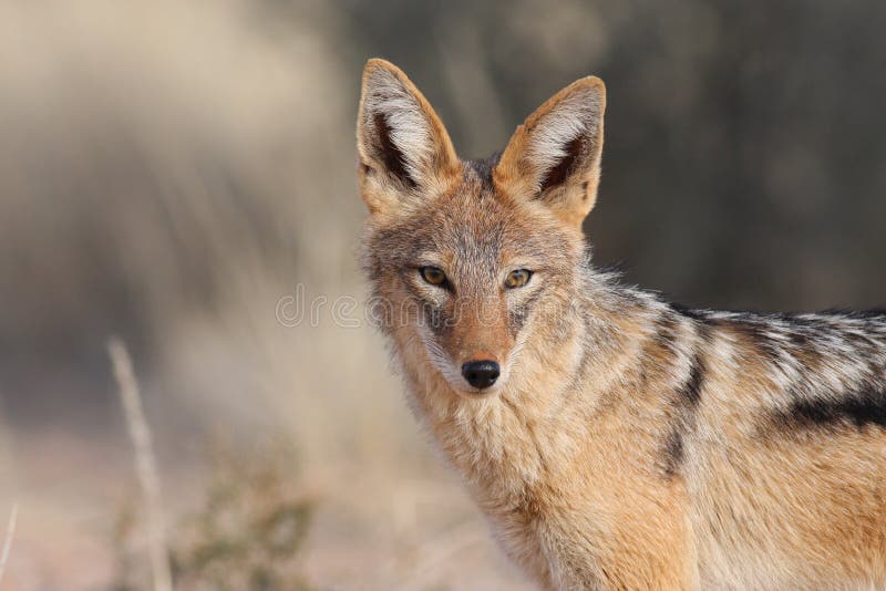 Jaqual Canis Mesomelas Foxlike Canis Par Jaquais Alimentado a Carcaça ...