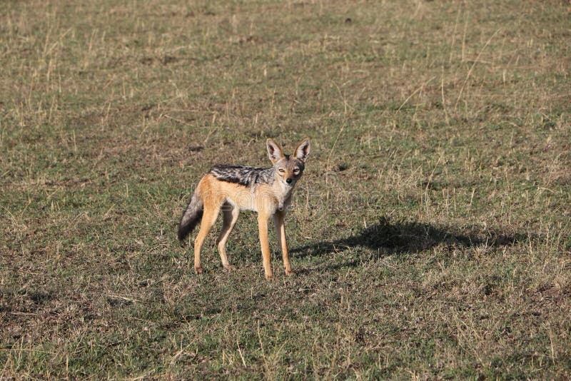Jackal in the wild stock image. Image of massai, reserve - 93020649