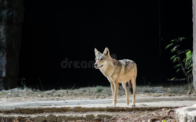 Animals In The Canis Genus