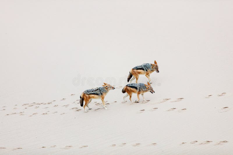 Jackals running on sand stock photo. Image of animal - 170533162