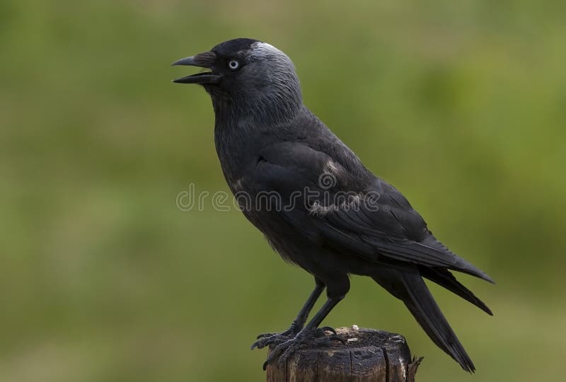 Jackdaw stock photo. Image of walking, daisy, wild, bird - 9558000