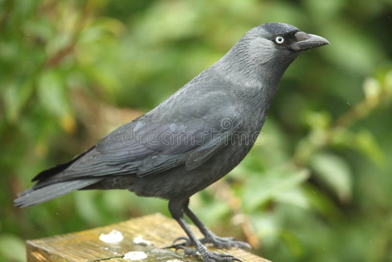Raven stock photo. Image of feathers, corvus, park, animal - 2667324