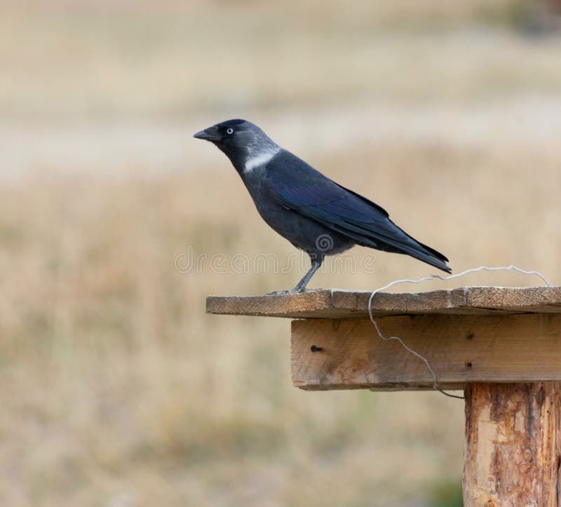 Jackdaw stock photo. Image of passerine, eyes, blue, corvus - 28186140