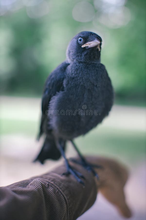 Jackdaw Bird Standing on Man S Arm Stock Photo - Image of nature, park ...