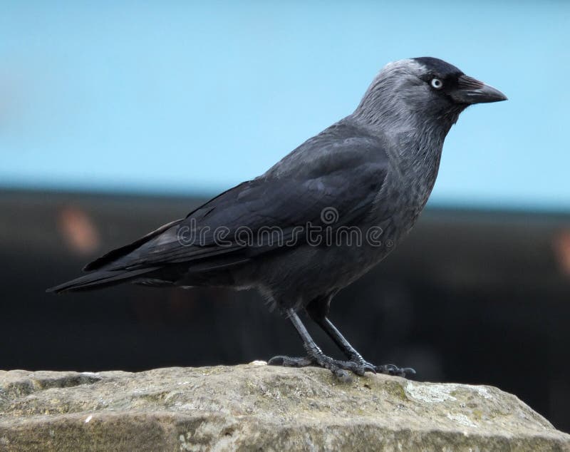 Jackdaw in Close Up Perched on a Stone Wall Stock Image - Image of ...