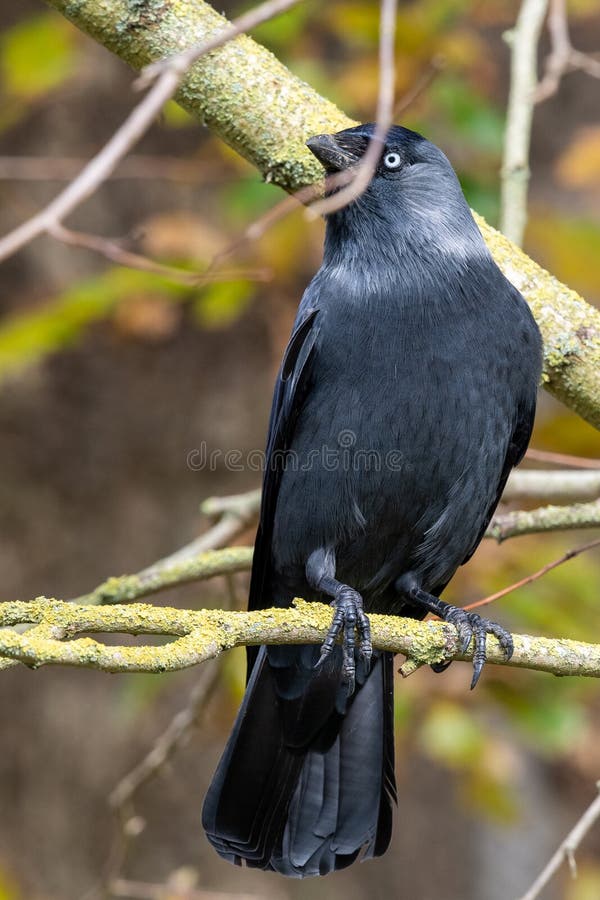 Jackdaw coloeus monedula stock image. Image of color - 165246919