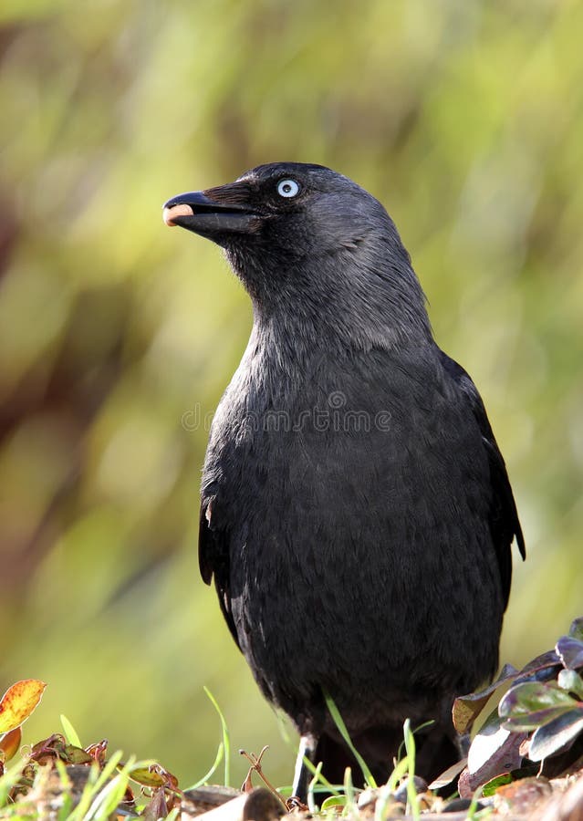 Jackdaw (corvus monedula) stock photo. Image of grass - 13824672