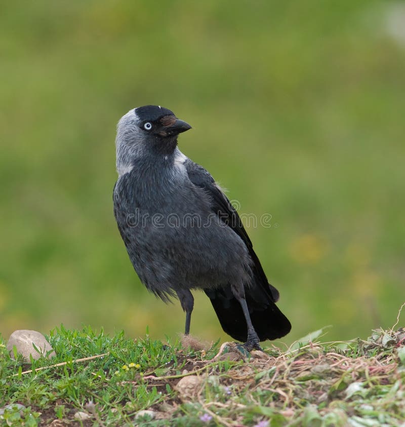 Jackdaw (Corvus monedula stock image. Image of bird, monedula - 14542223