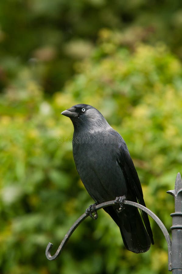 Jackdaw (Corvus monedula) stock photo. Image of black - 16445922