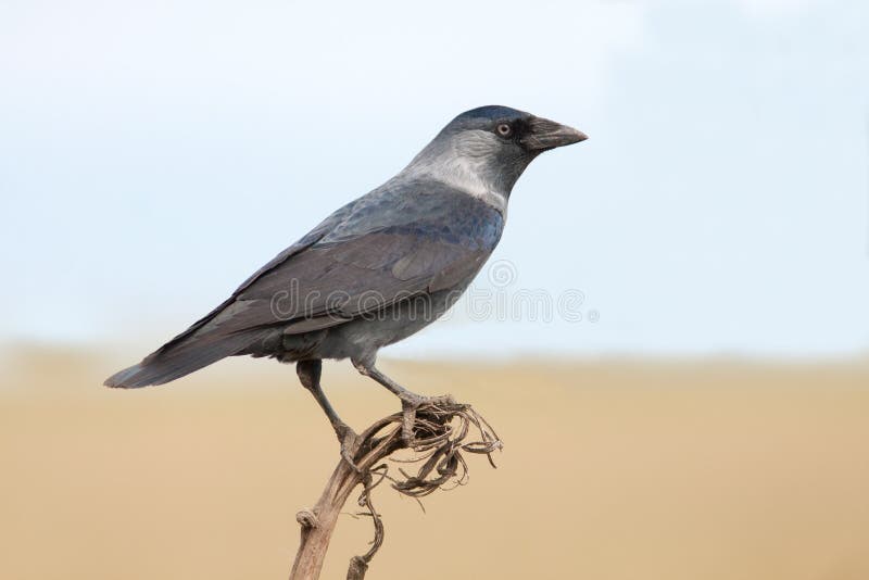 The Jackdaw (Corvus Monedula) Stock Image - Image of isolated, family ...