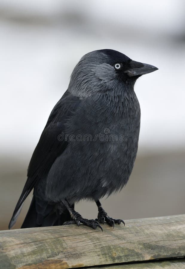 Jackdaw (Corvus monedula) stock photo. Image of snow - 15175934