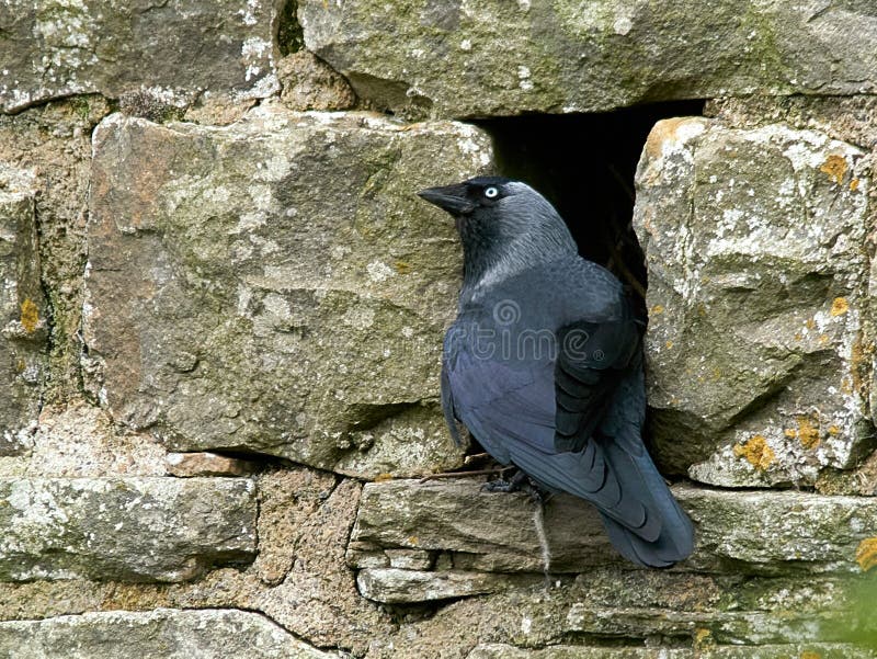 Jackdaw Corvus monedula stock photo. Image of fence - 318736722