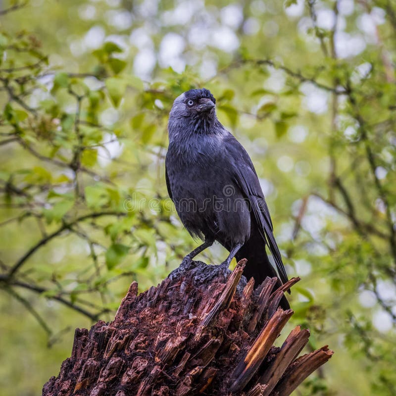 Jackdaw Corvus monedula stock photo. Image of nature - 239476812
