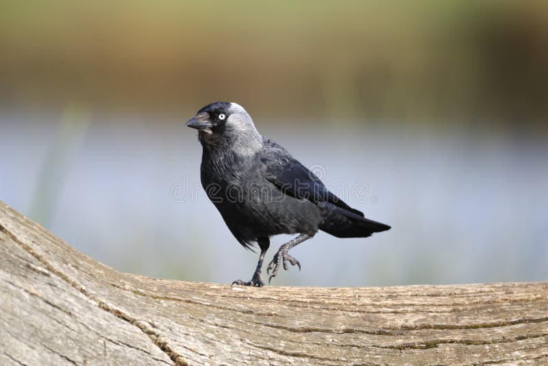 Jackdaw, Corvus monedula stock photo. Image of bird, wildlife - 32438514