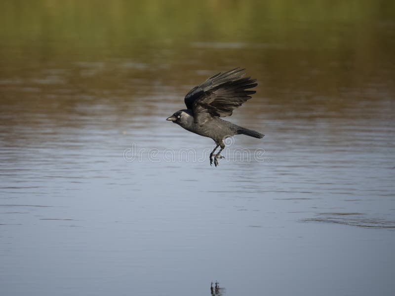 Jackdaw, Corvus monedula stock photo. Image of nature - 268974460