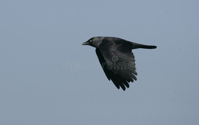 Jackdaw, Corvus monedula stock image. Image of animal - 35575959