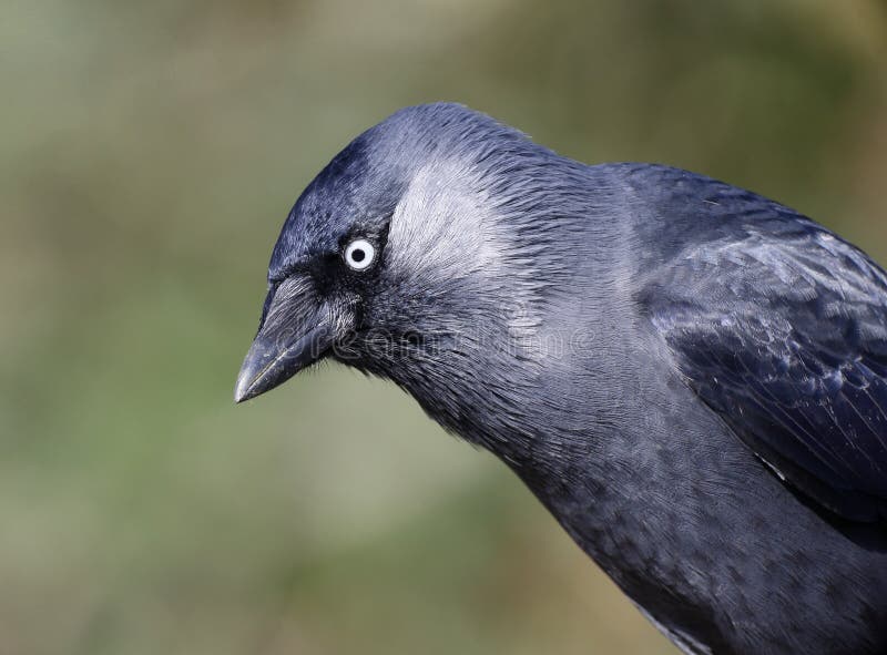 Jackdaw, Corvus monedula stock image. Image of crow, wildlife - 36642453