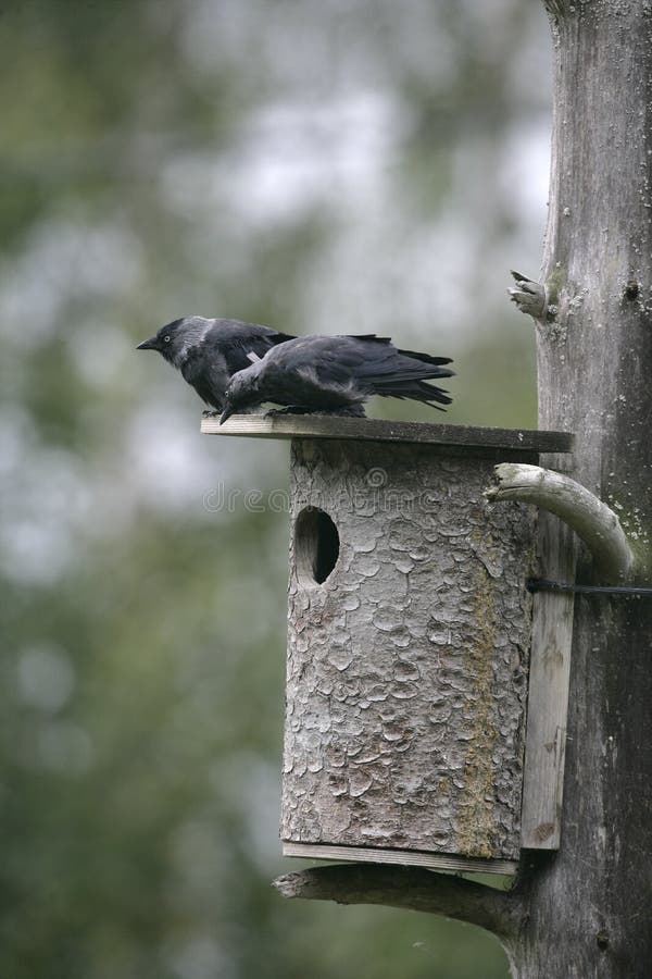 Jackdaw, Corvus monedula stock photo. Image of britain - 35575952
