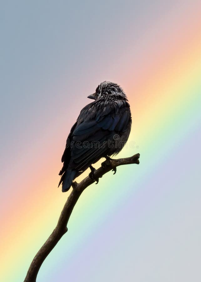 131 Raven Rainbow Stock Photos - Free & Royalty-Free Stock Photos from ...