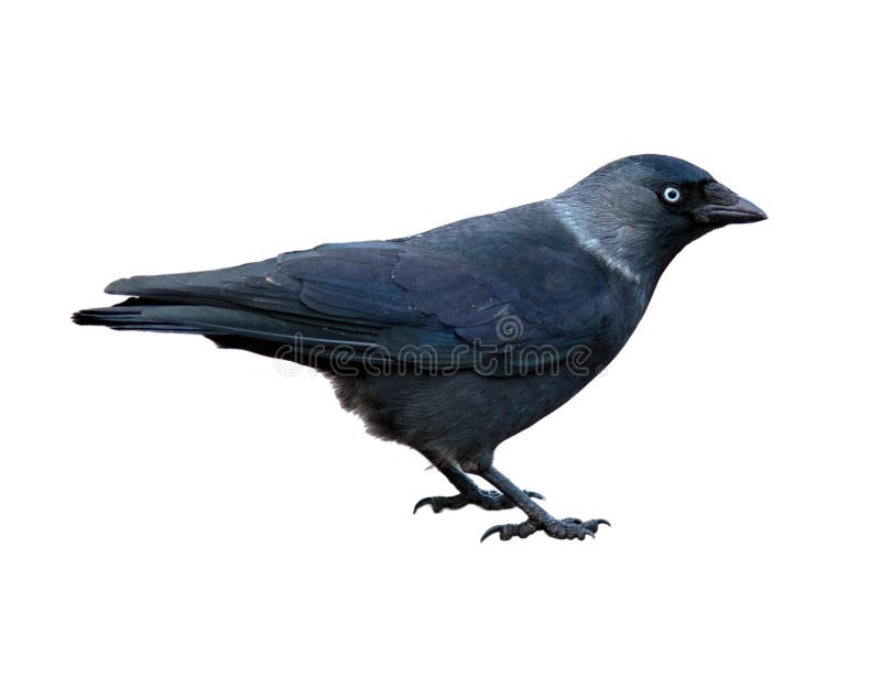 Jackdaw, Daw (Corvus Monedula) Stock Image - Image of stand, family ...